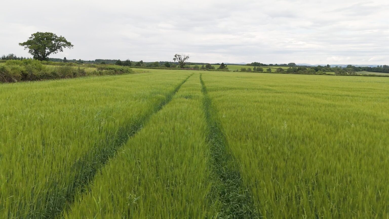 Project overview - Green Volt Windfarm